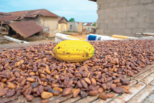 Cocoa sector to receive boost from Quantum Terminals - Arch Holdings